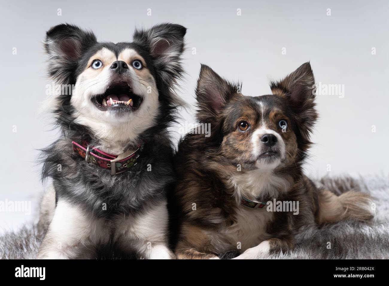 American wolfhound hi-res stock photography and images - Alamy