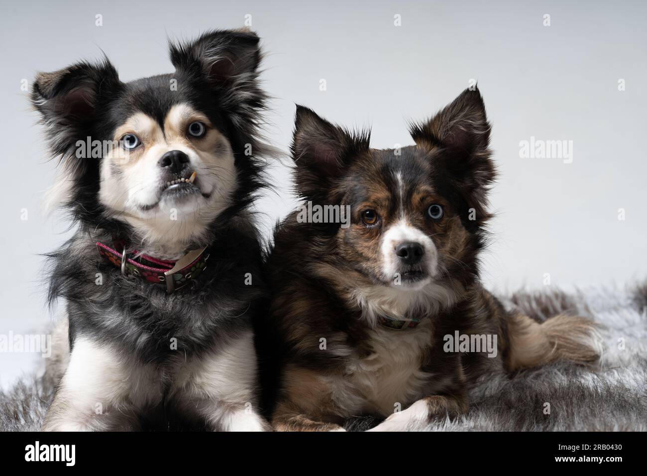 two australian shepherd puppies lying next to eachother Stock Photo - Alamy