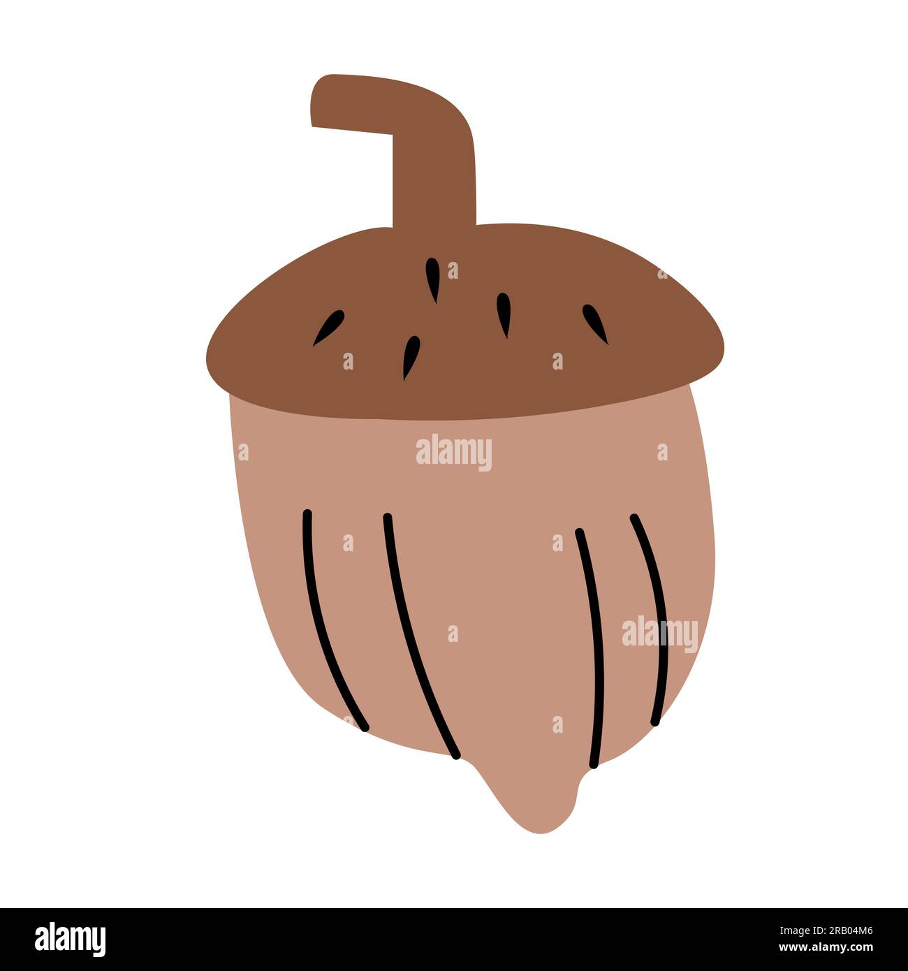Simple Vector illustration of brown acorn on white background Stock Vector Image & Art - Alamy