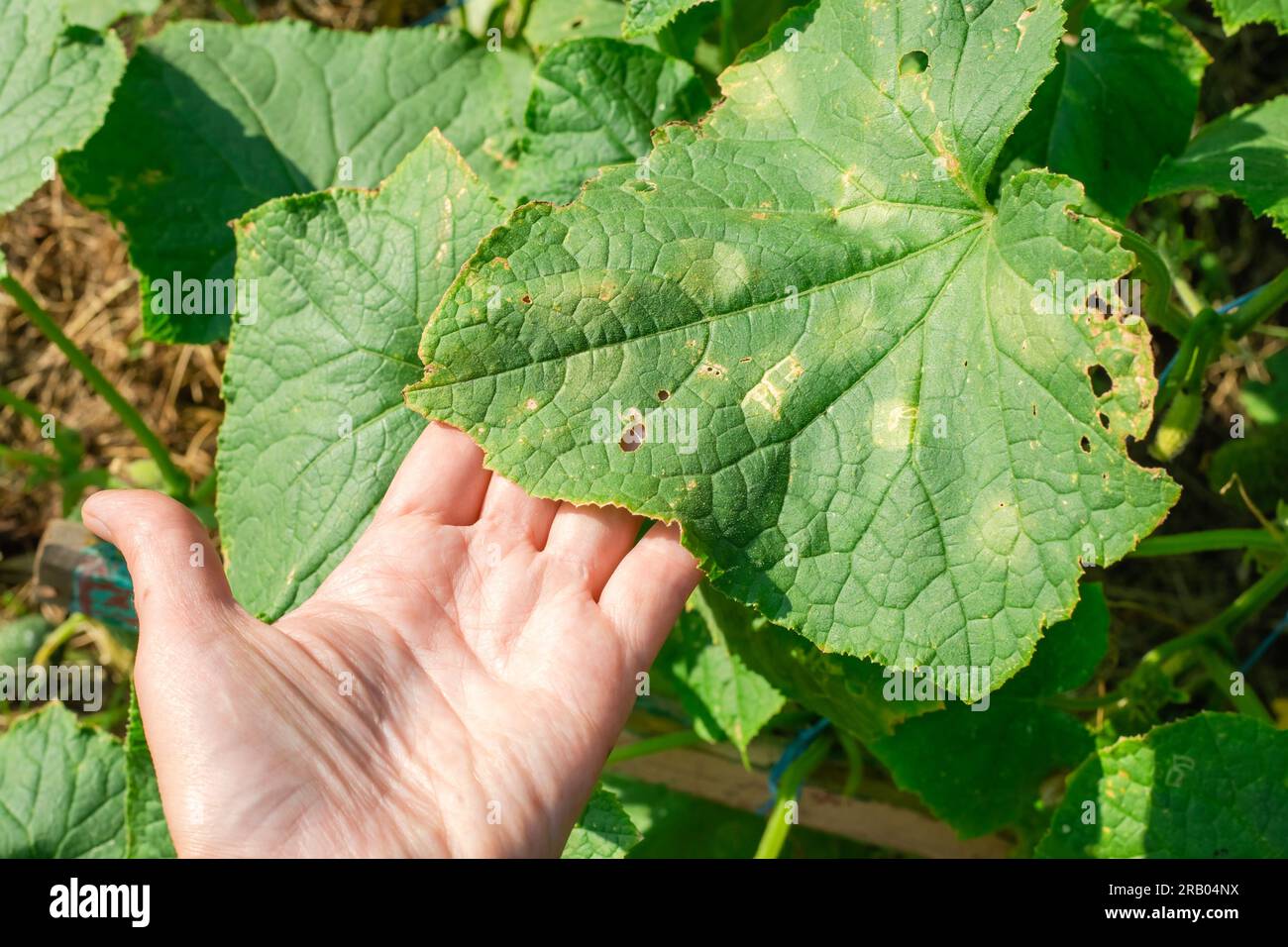 Gardener examines leaves cucumber hi-res stock photography and images ...