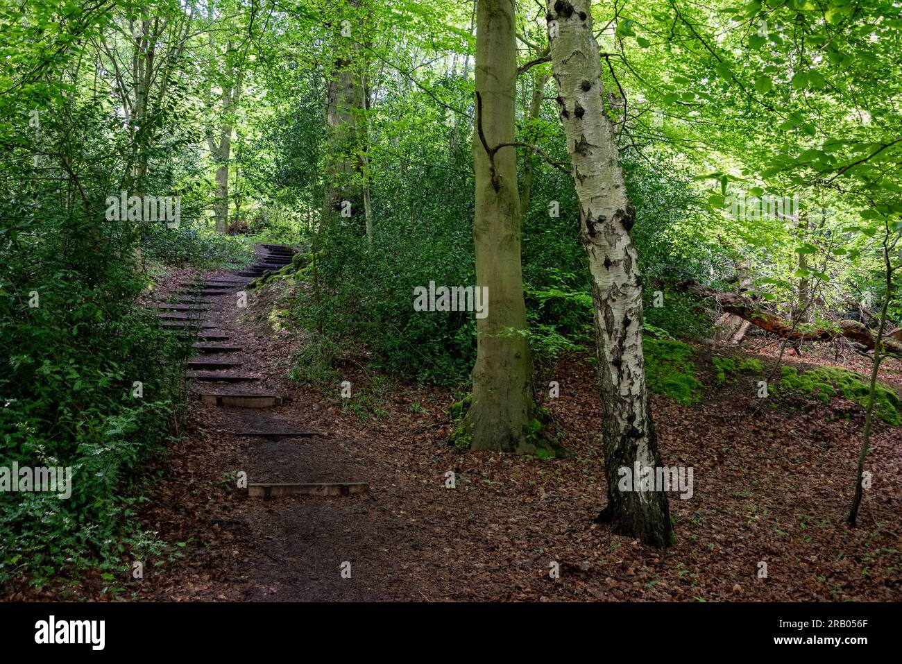 Spring in the CS Lewis Nature Reserve, Headington, Oxford, UK Stock ...