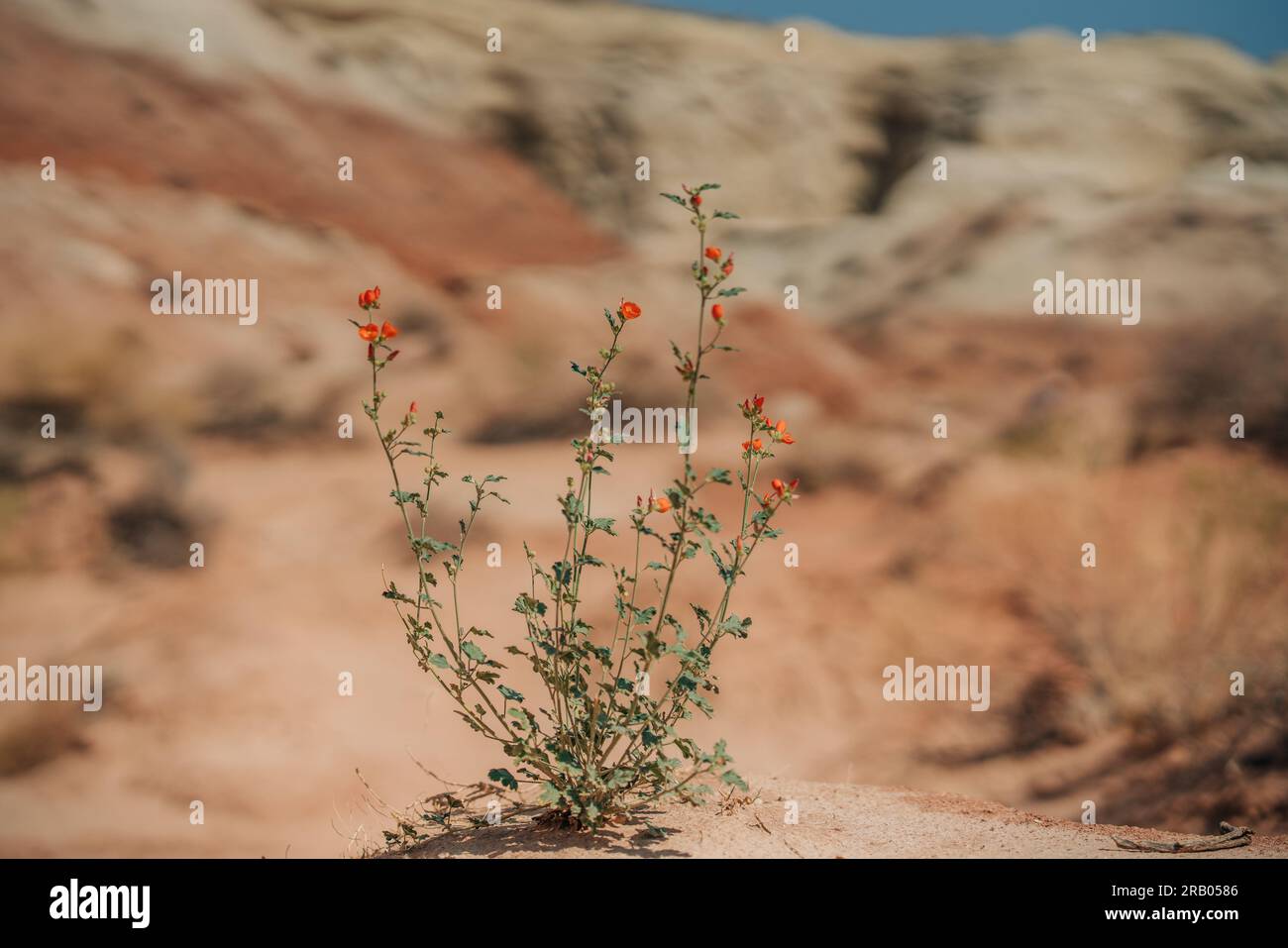 Flowers in desert. Sphaeralcea ambigua (Desert globemallow) , or ...