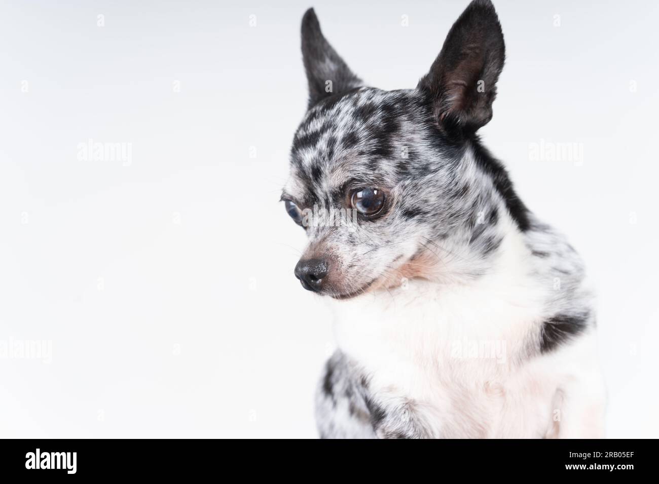 Black And White Merle Chihuahua