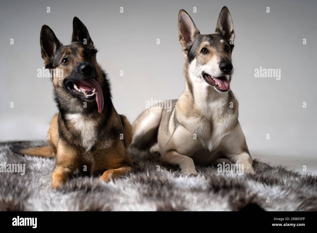 American Wolfhoud and a German Shepherd Stock Photo - Alamy