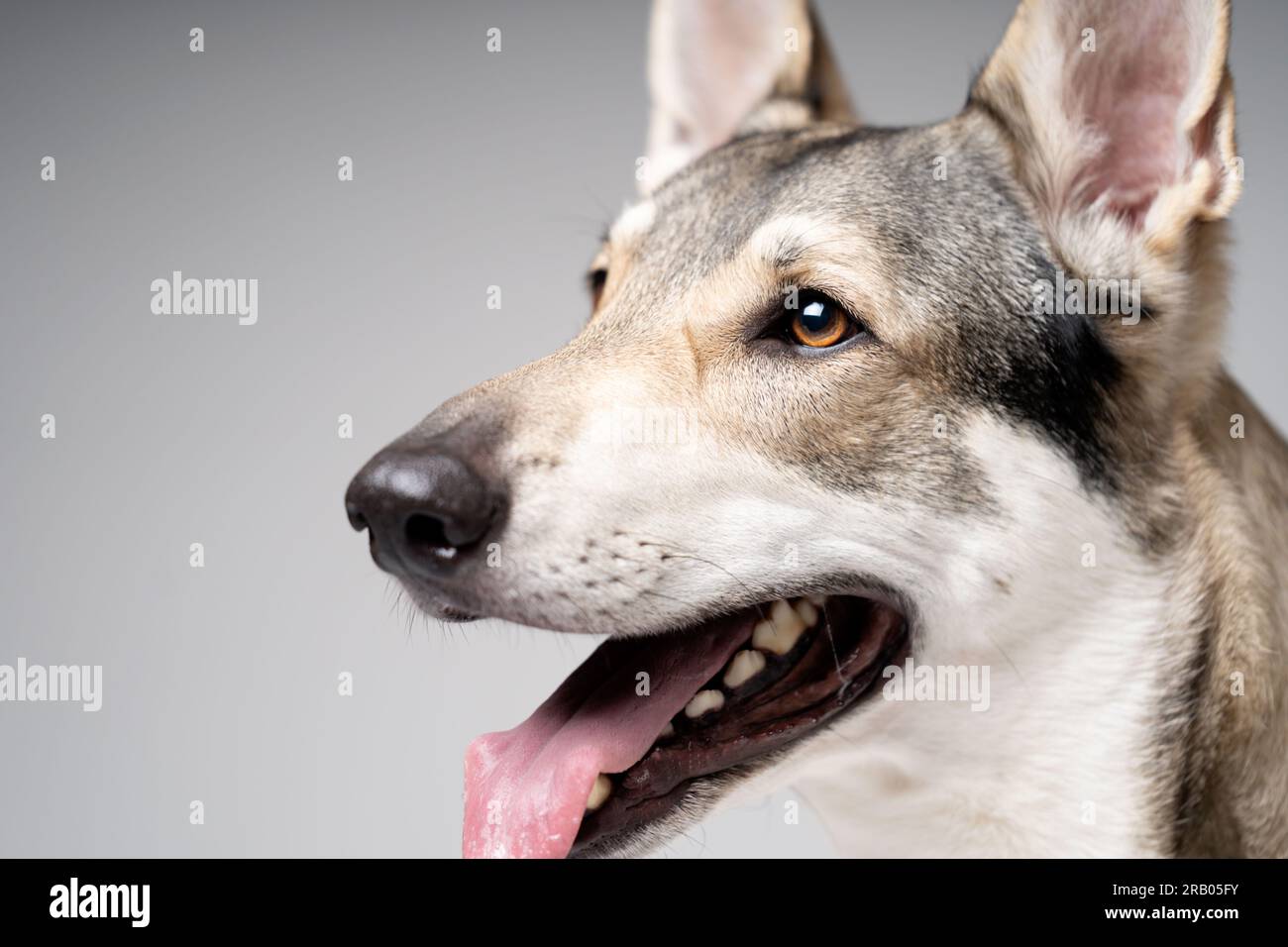 American wolfhound hi-res stock photography and images - Alamy