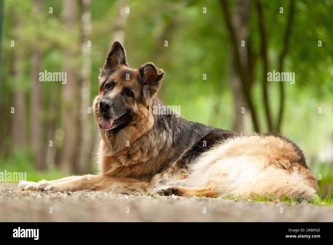 german shepherd outside lying in a forest environment Stock Photo - Alamy