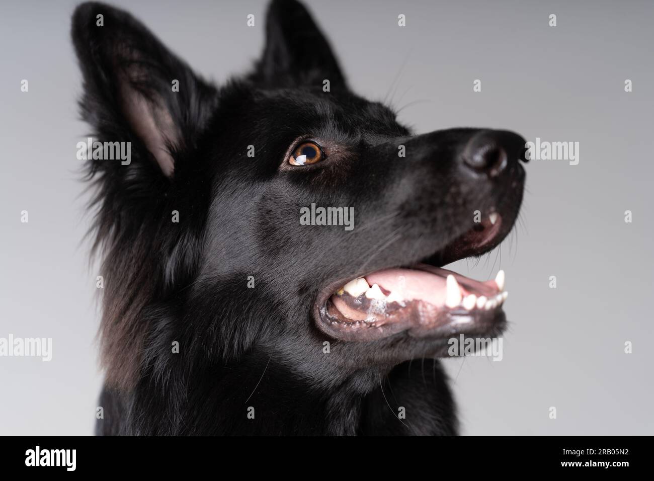 old german shepherd Stock Photo - Alamy