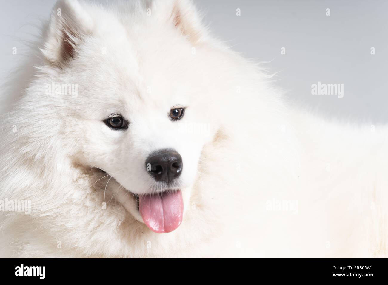 Samojeed hi-res stock photography and images - Alamy