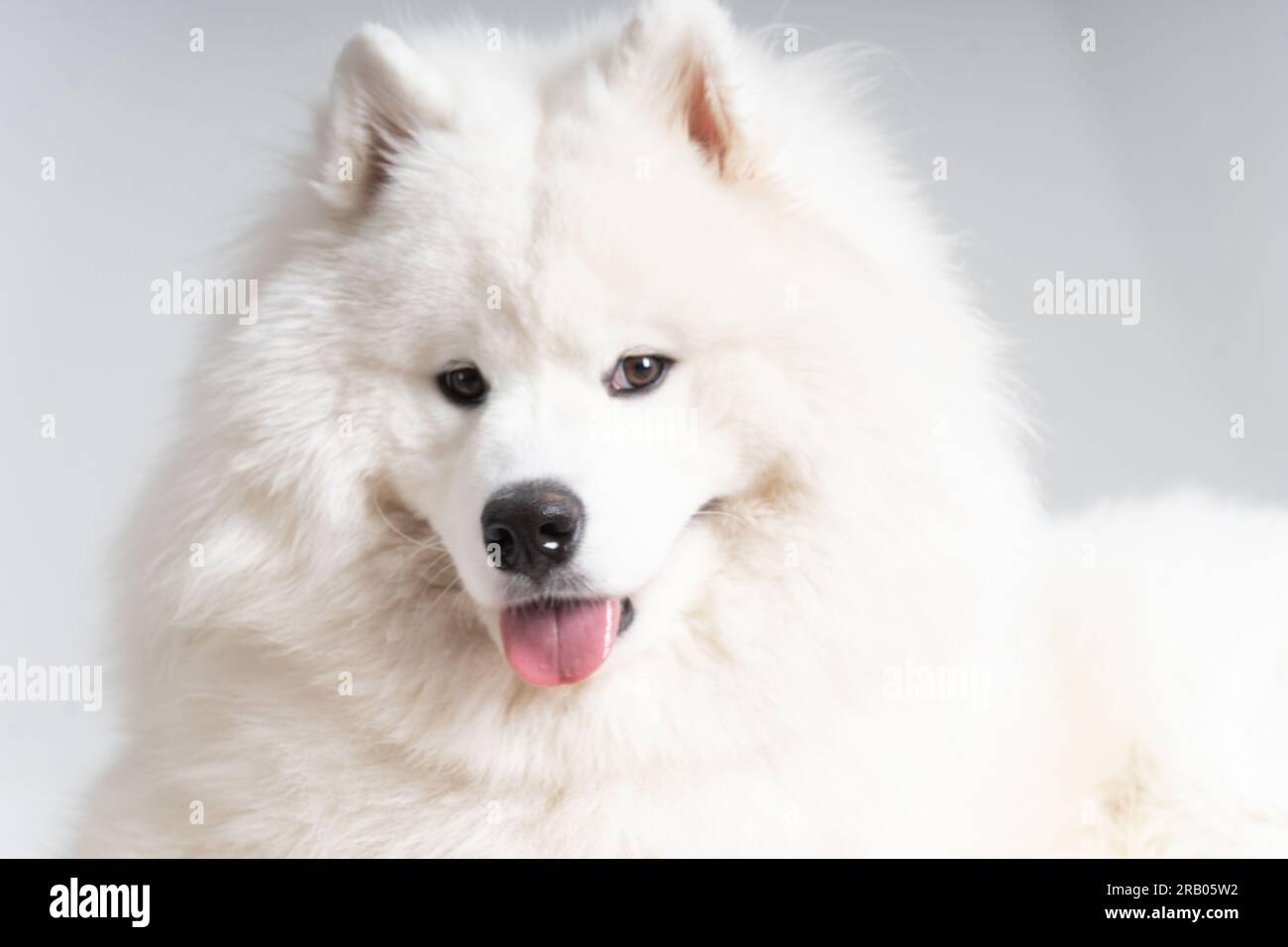 Samojeed hi-res stock photography and images - Alamy