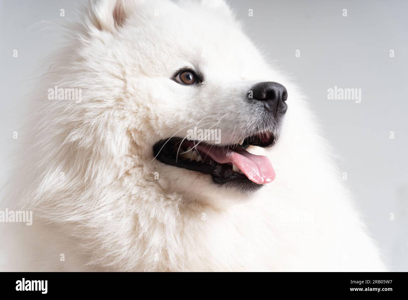 Samojeed hi-res stock photography and images - Alamy