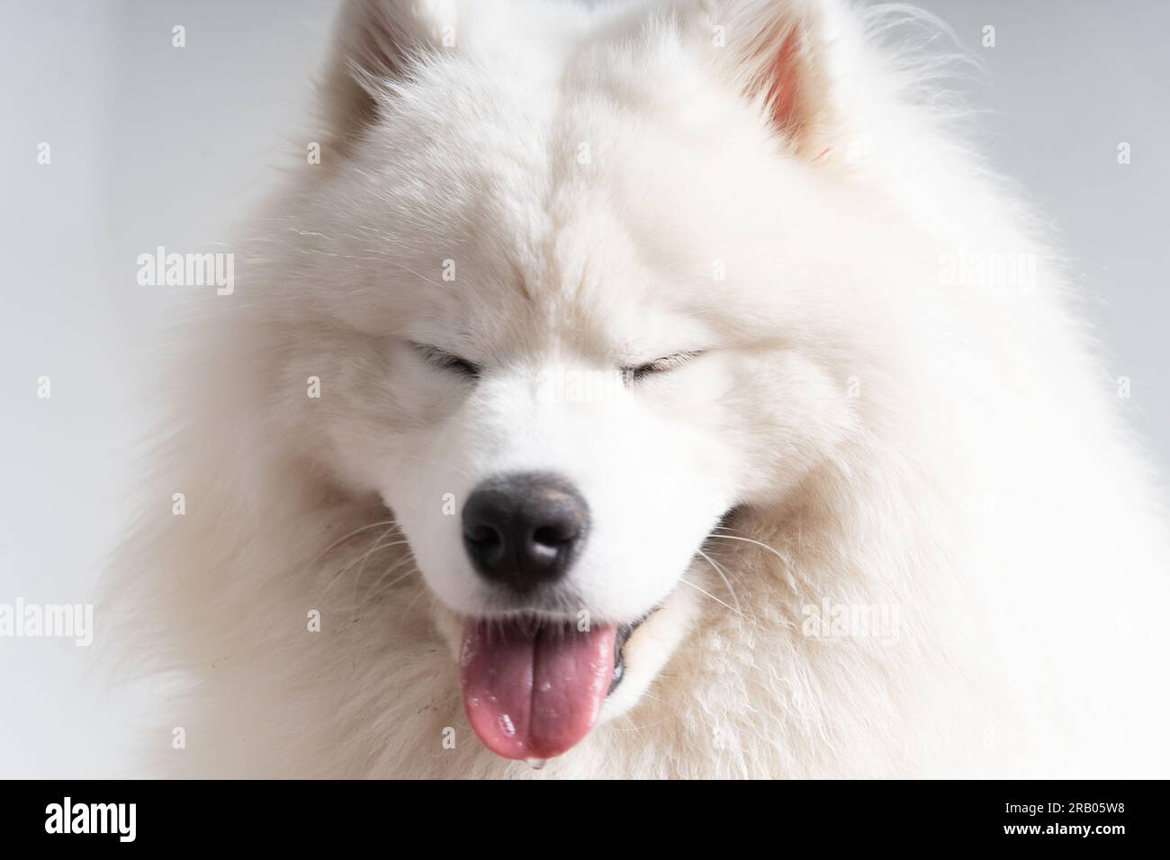 Samojeed hi-res stock photography and images - Alamy