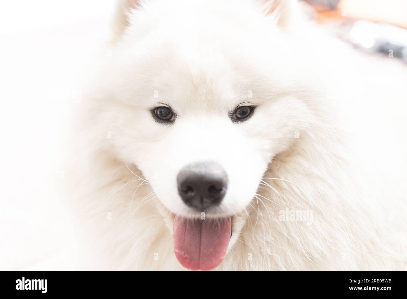 Samojeed hi-res stock photography and images - Alamy