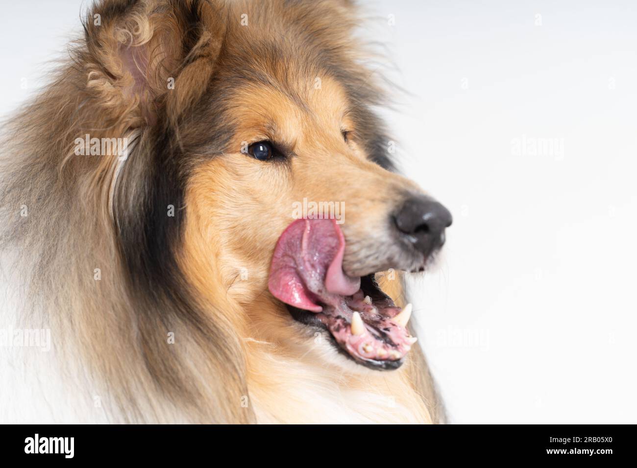 Scottish shepherd hi-res stock photography and images - Alamy