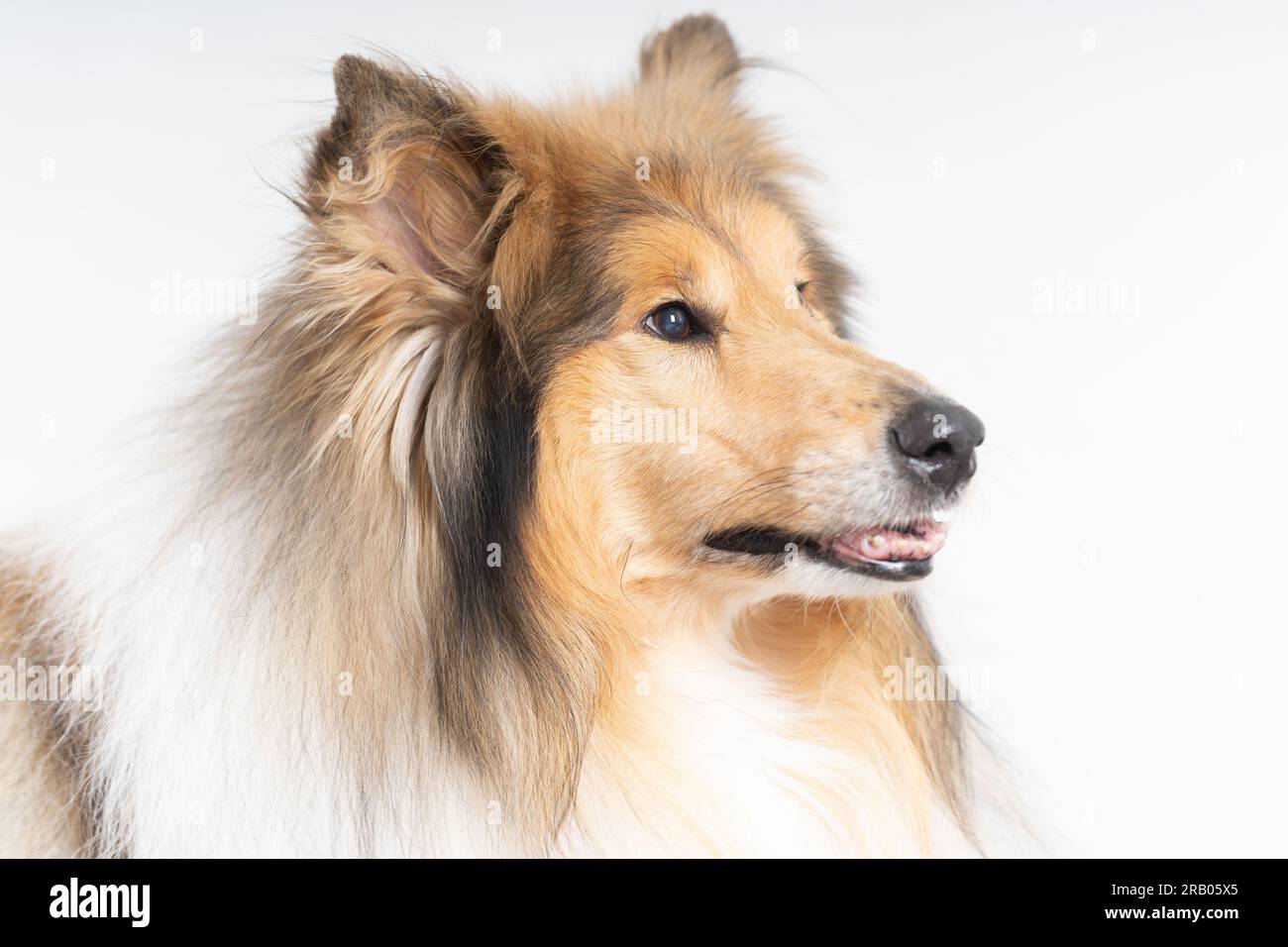 Scottish shepherd hi-res stock photography and images - Alamy
