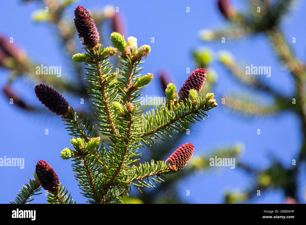 Purple pine cones hi-res stock photography and images - Alamy