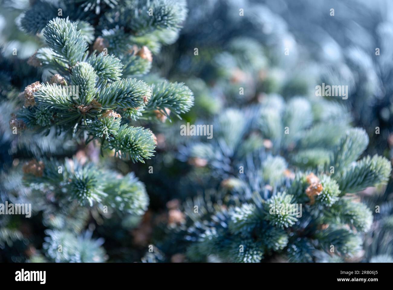 Branches of Blue spruce tree, close-up photo with selective soft focus ...