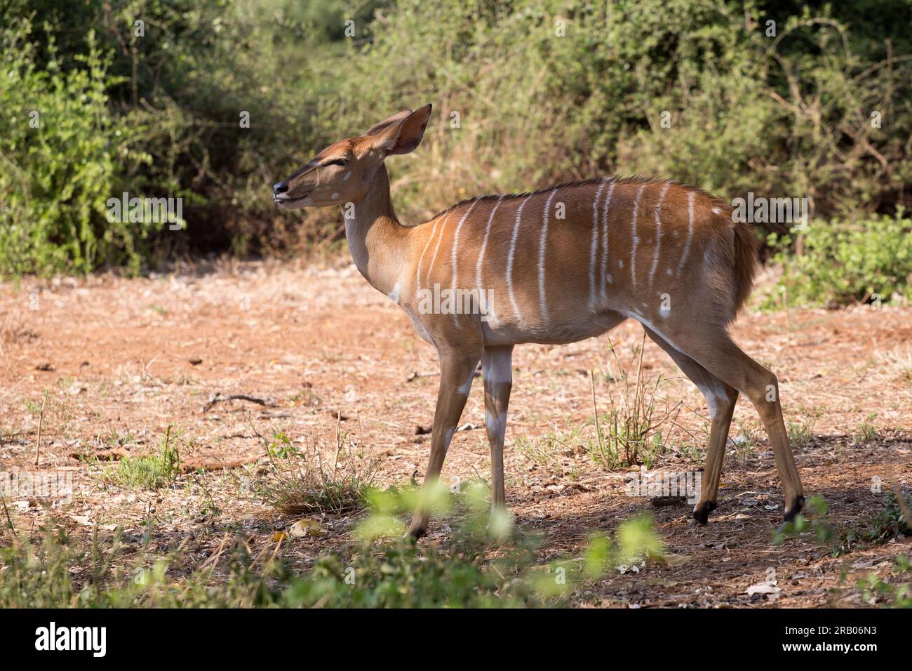 Nyala park hi-res stock photography and images - Alamy