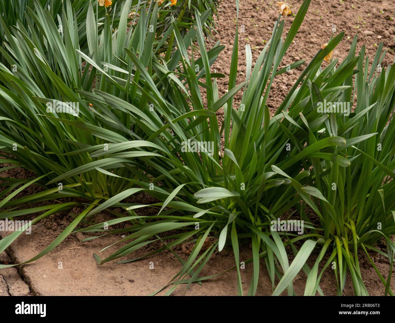 Withered narcissus flowers in the garden. faded flower standing in a ...