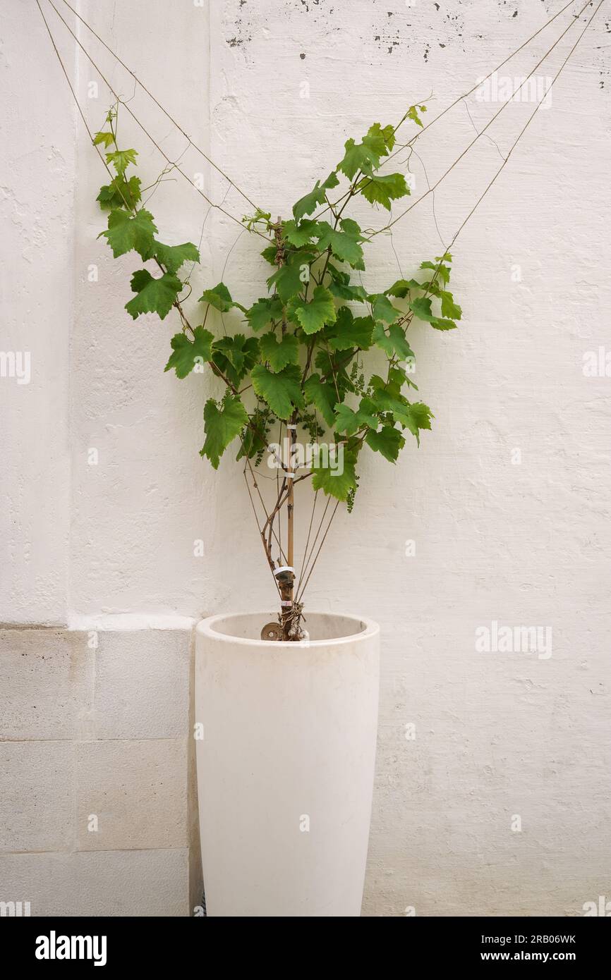 grape vine in a pot on the street Stock Photo - Alamy