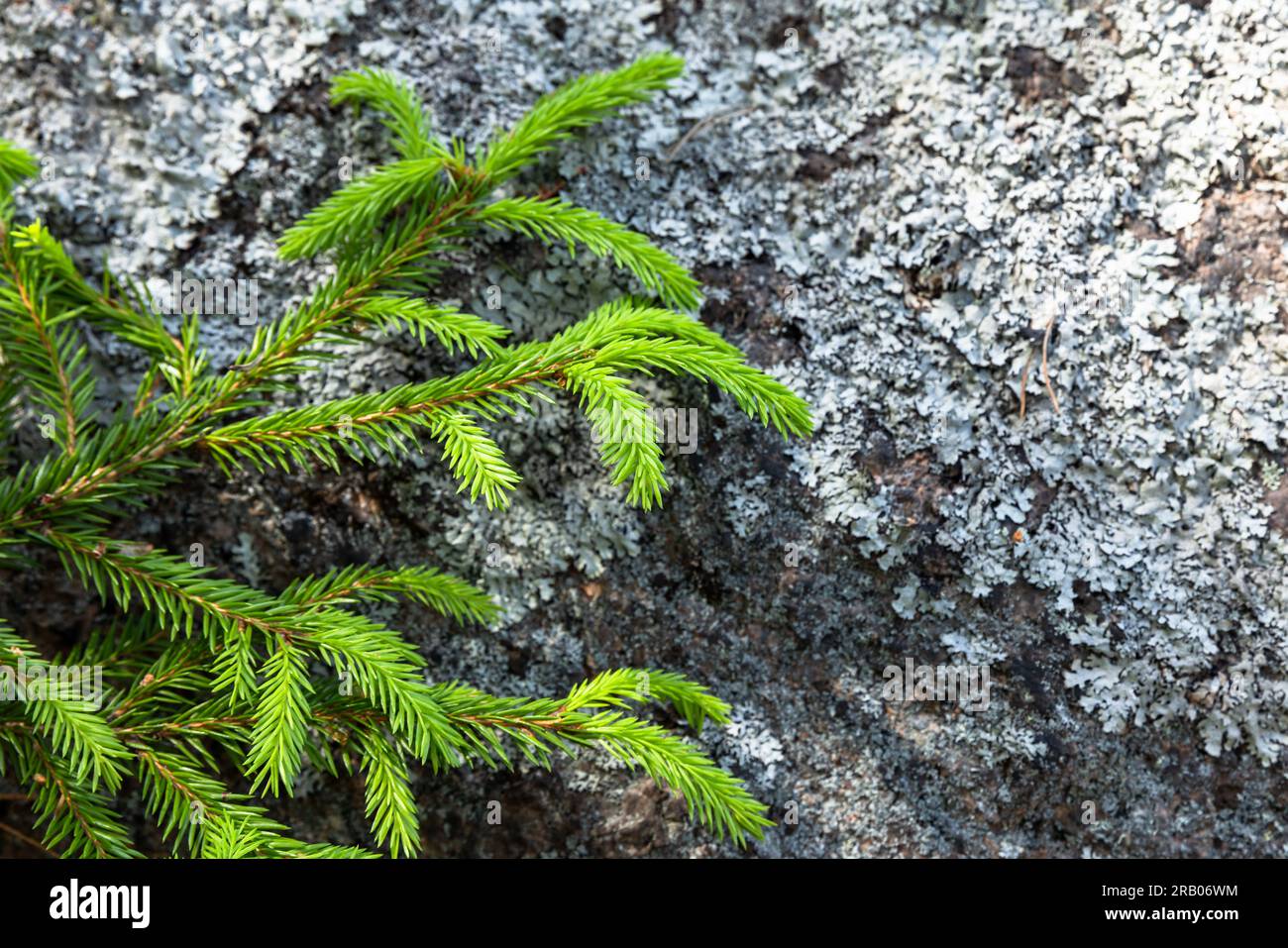 Spruce tree branch is over gray stone with lichen, natural background ...