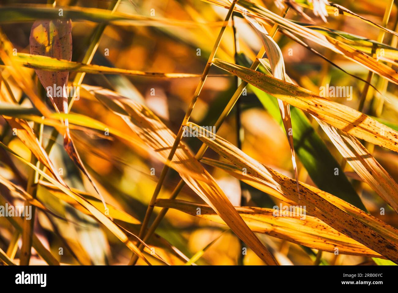 Coastal grass pattern. Yellow leaves waving on wind, macro photo with ...