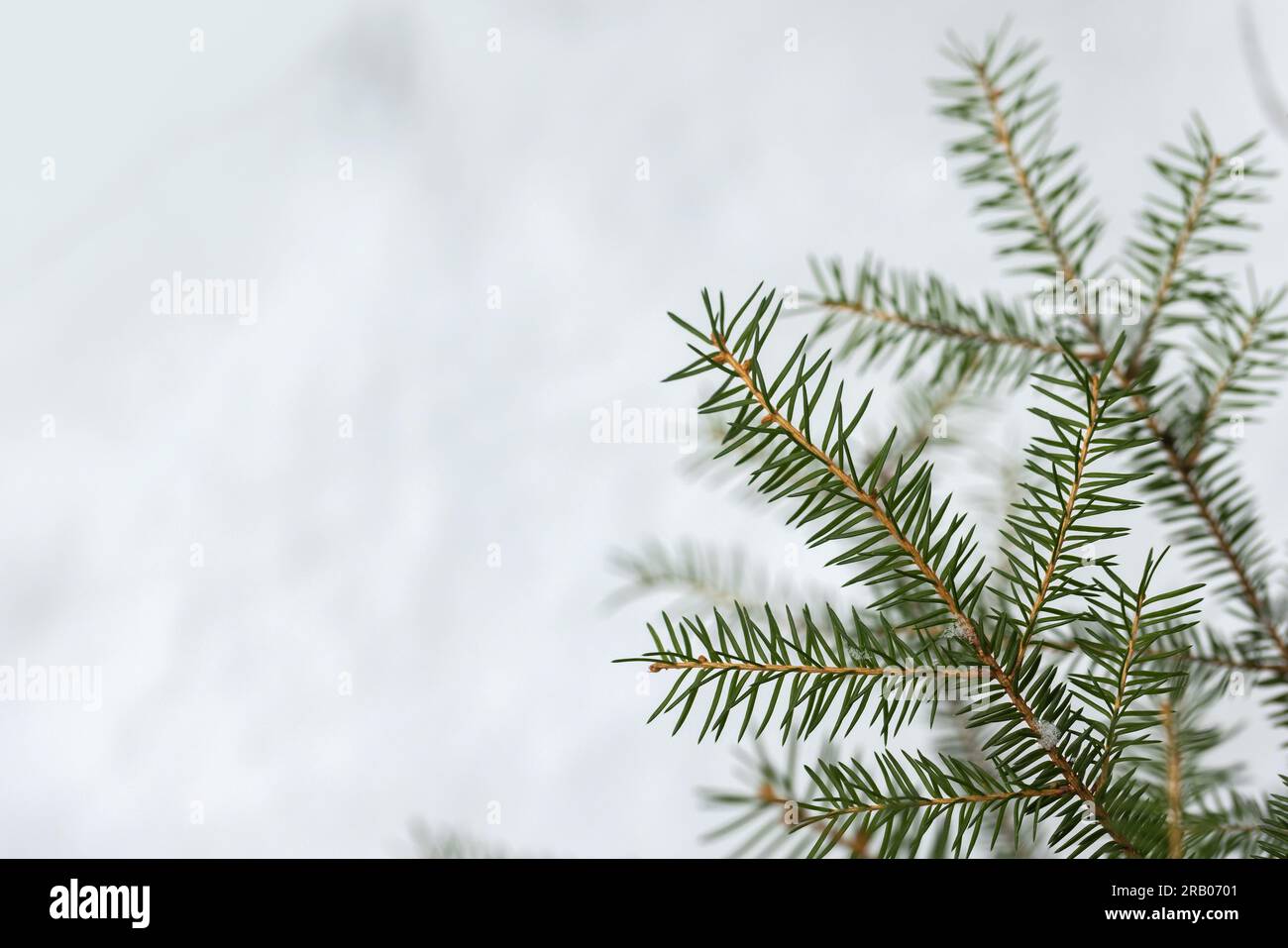 Spruce tree branch is over blurry white snow background, natural ...