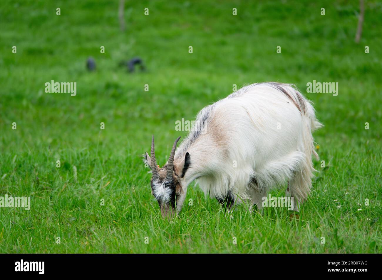 Icelandic goat (islenska geitin, settlement goat) grazing on a ...