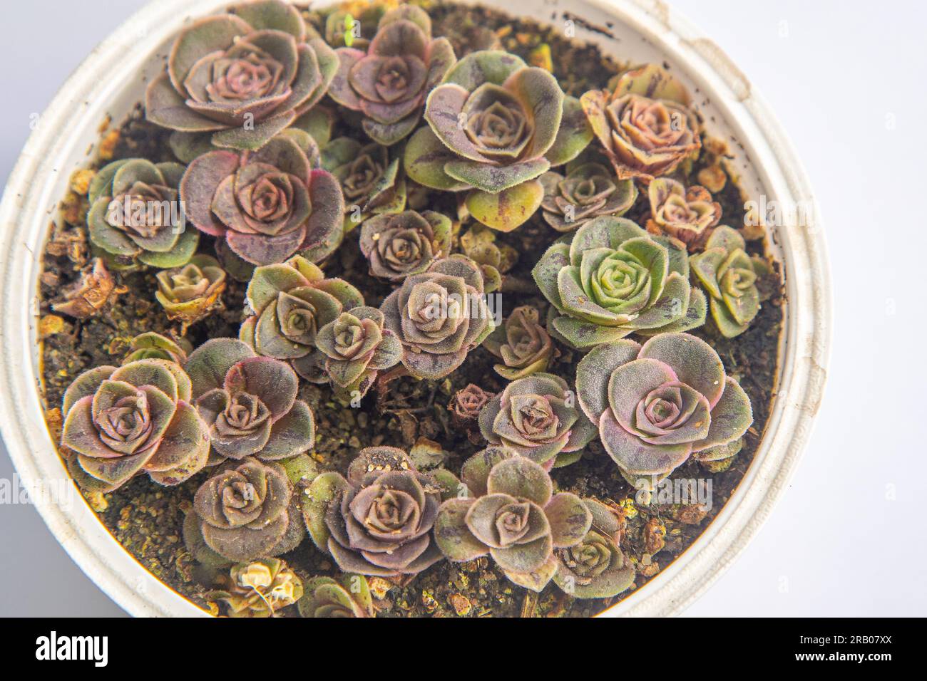 Greenovia hierro slowers family in pot. Crassula flower is a type of succulent. Growing a cactus ...