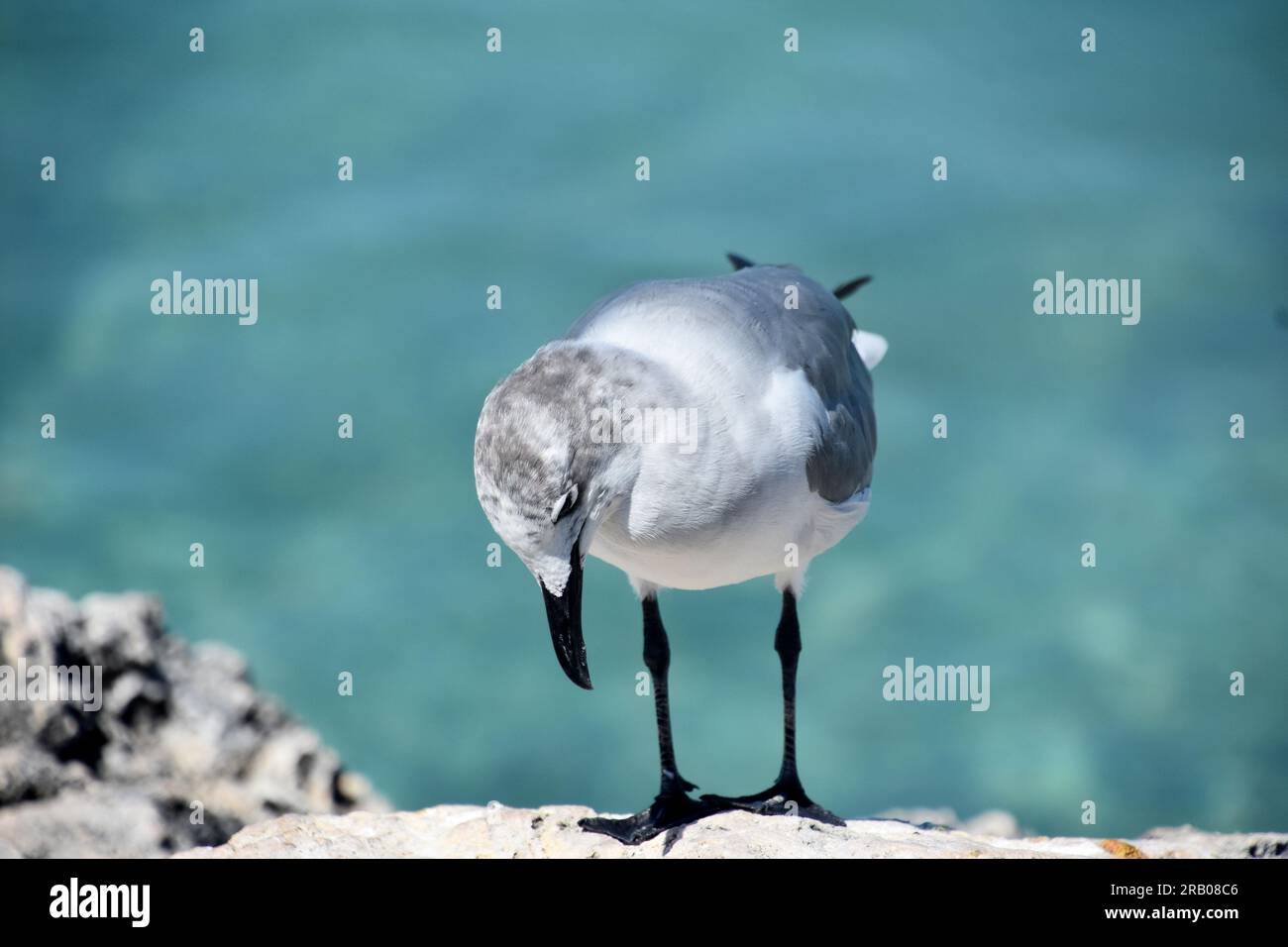 Adorable laughing gull looking down at his feet in Aruba Stock Photo ...