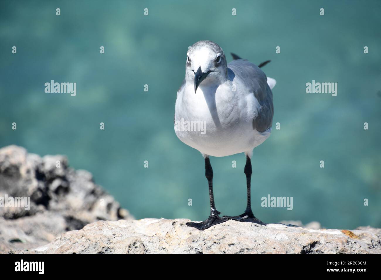 Direct look into the face of a laughing gull in Aruba Stock Photo - Alamy