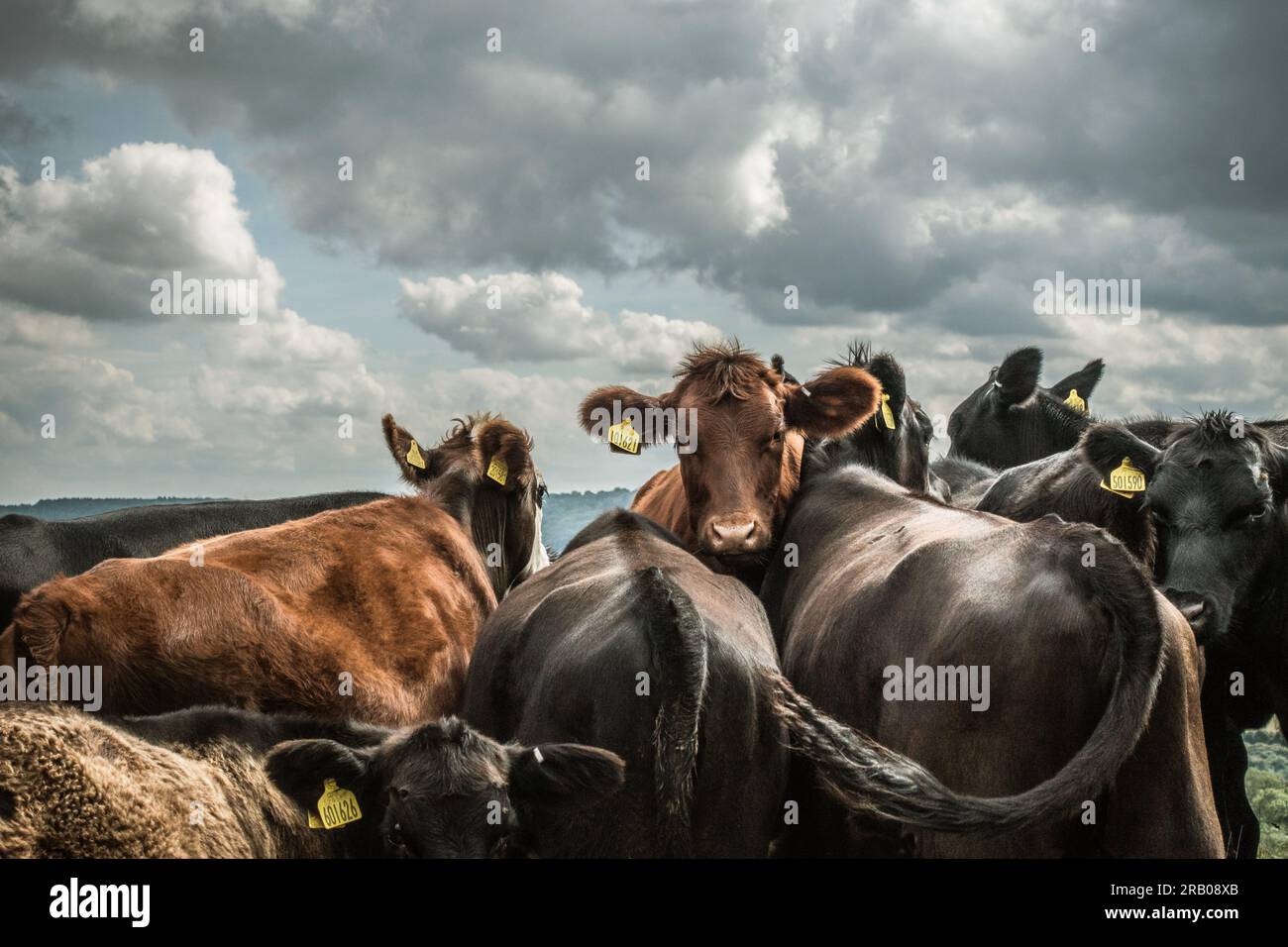 Heard of cows with sky background Stock Photo - Alamy