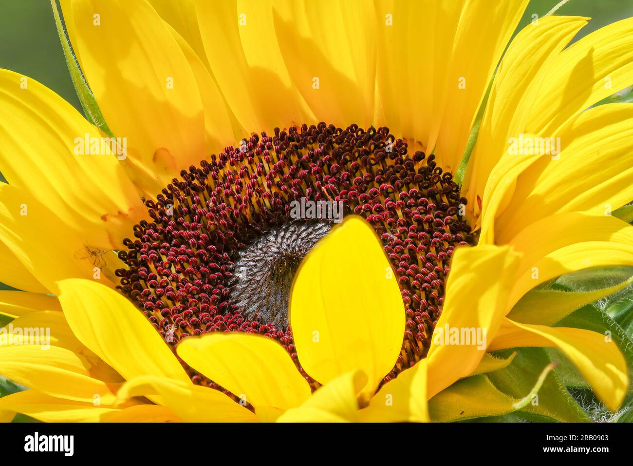 Closeup of the blossom of a sunflower shot with focus bracketing and ...