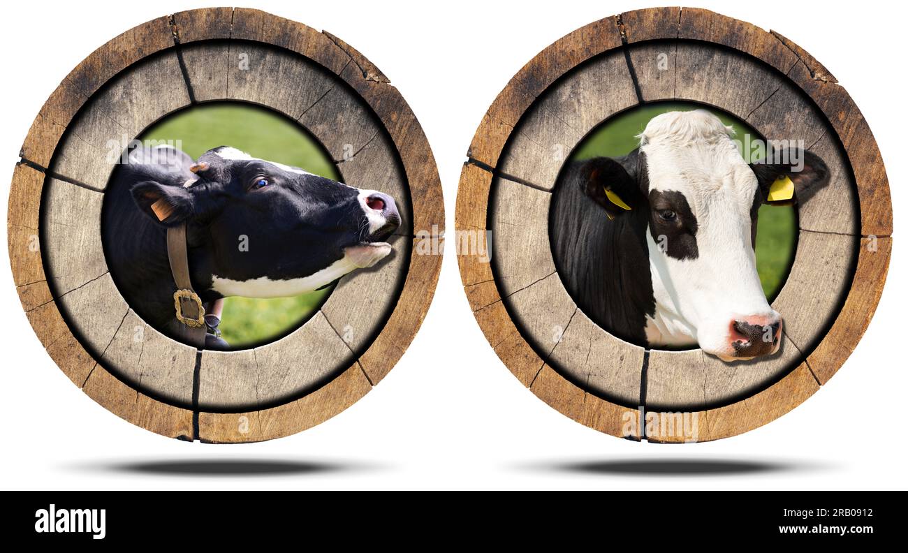 Wooden round icon or symbol with head of cow (heifer) and copy space ...