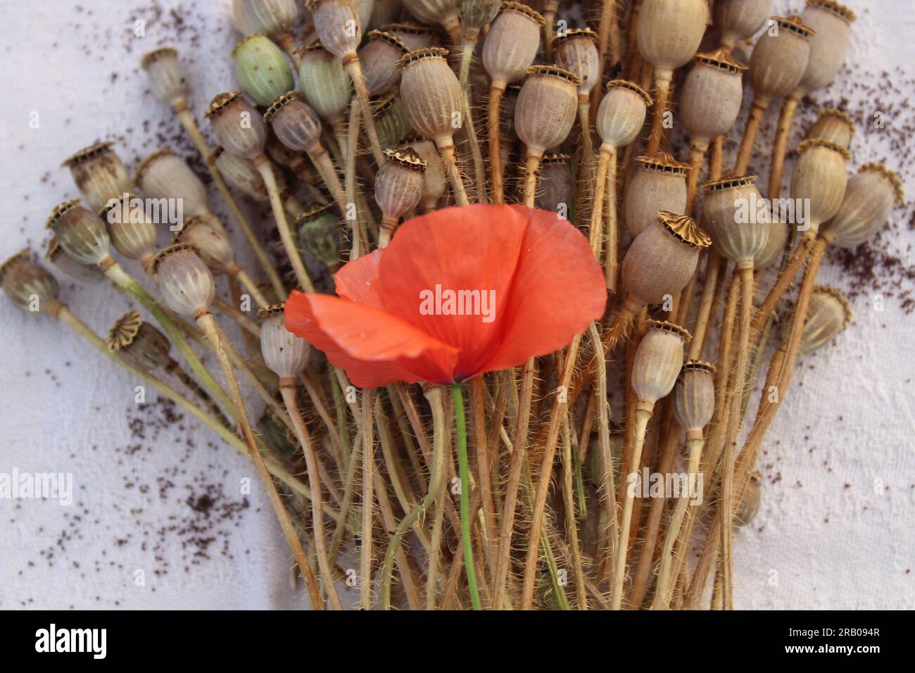 corn poppy and corn poppy seeds Stock Photo - Alamy