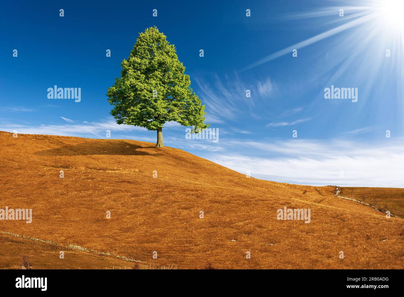 Single green tree on top of a hill with brown meadows against a clear ...