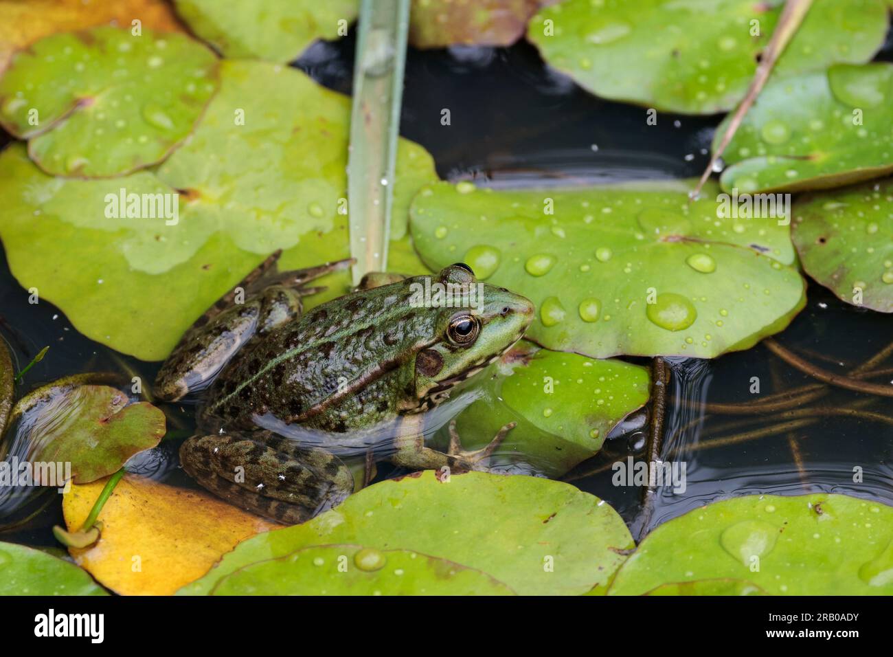 Olive green body and legs hi-res stock photography and images - Alamy