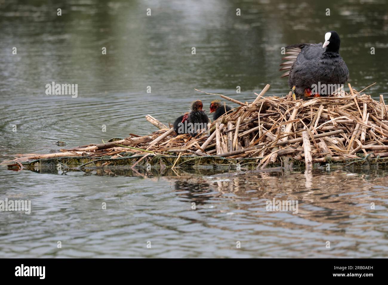 Coot parent and chicks Fulica atra, adult black plumage with white bill ...