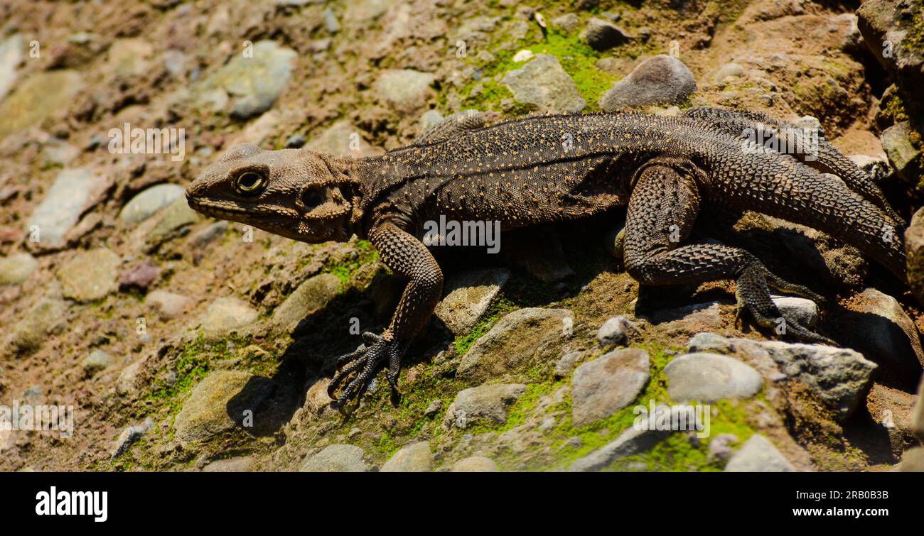 wild lizard on rock Stock Photo - Alamy