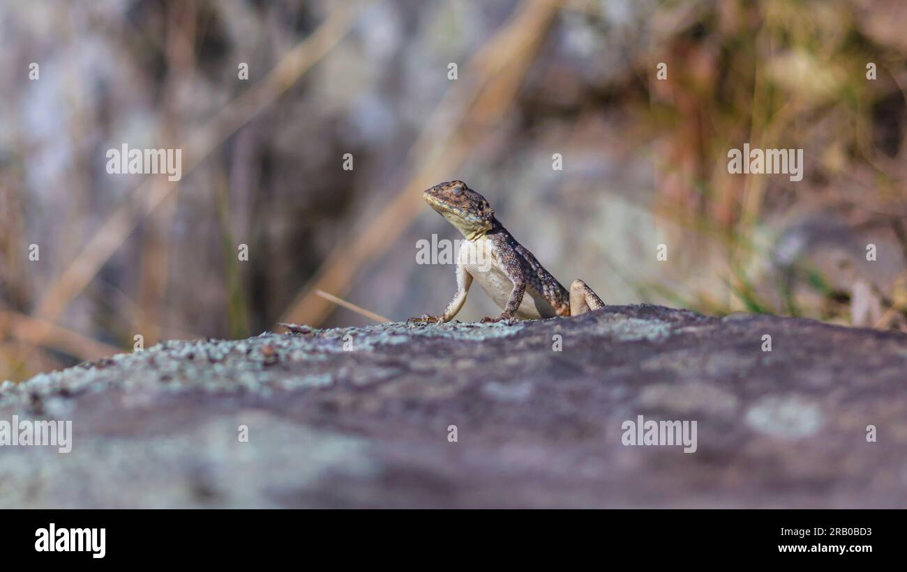 Dragon tree in africa hi-res stock photography and images - Alamy