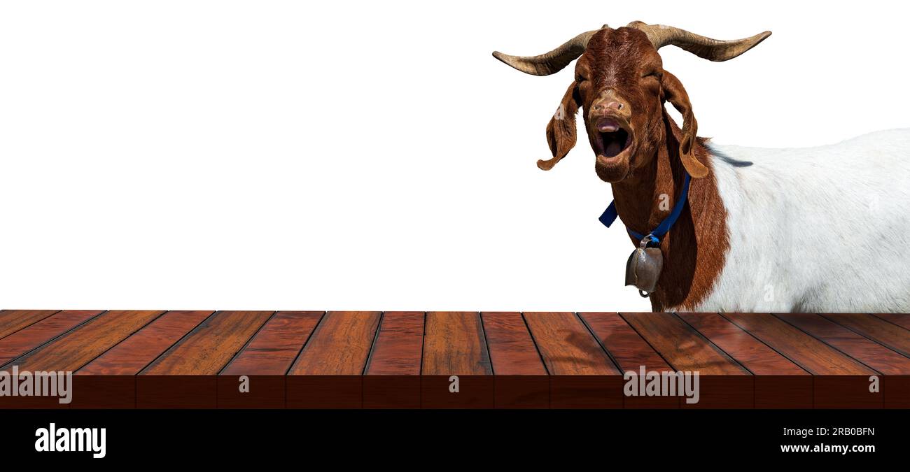 Empty wooden table and a horned mountain goat with cow bell, looking at ...