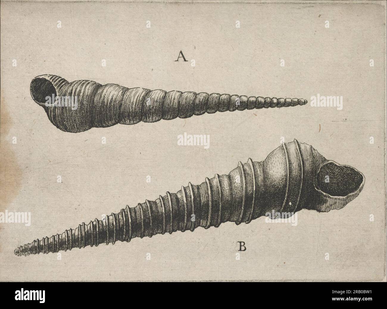 Turritella duplicata hi-res stock photography and images - Alamy