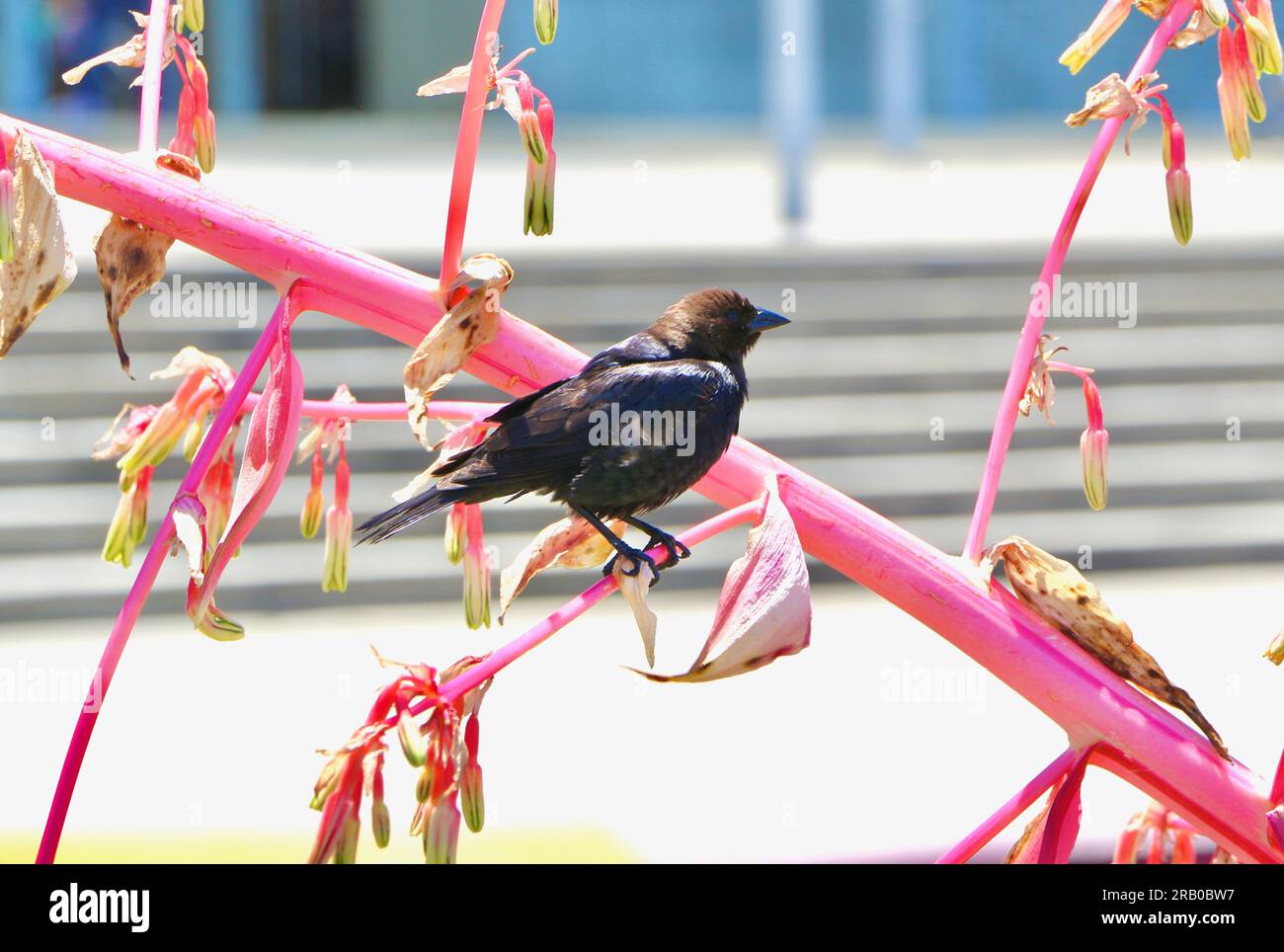 Adult male Brown-headed cowbird Molothrus ater brood parasitic icterid ...