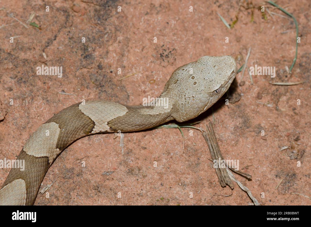 Copperhead, Agkistrodon contortrix Stock Photo - Alamy