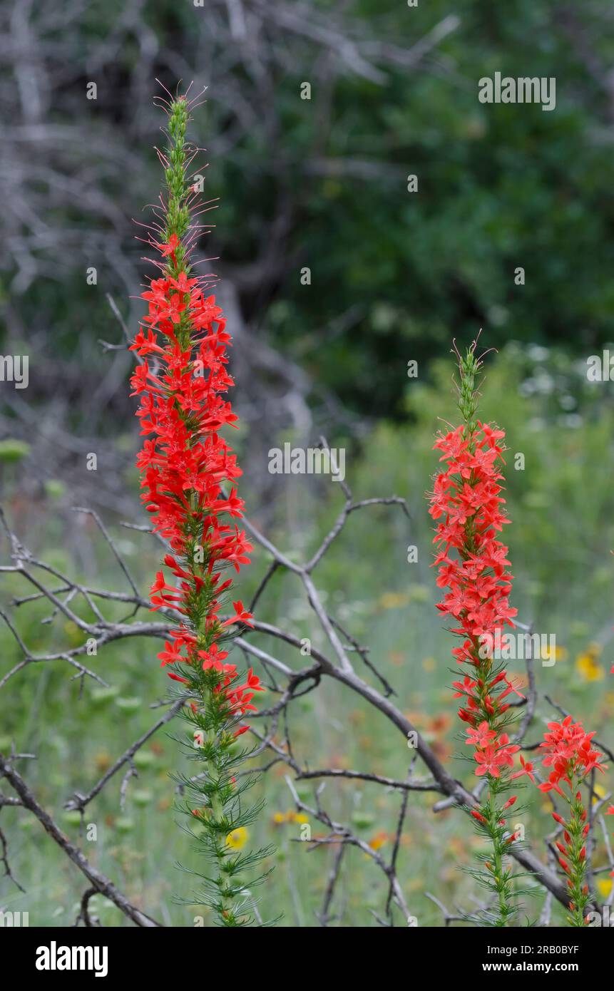 Ipomopsis rubra hi-res stock photography and images - Alamy