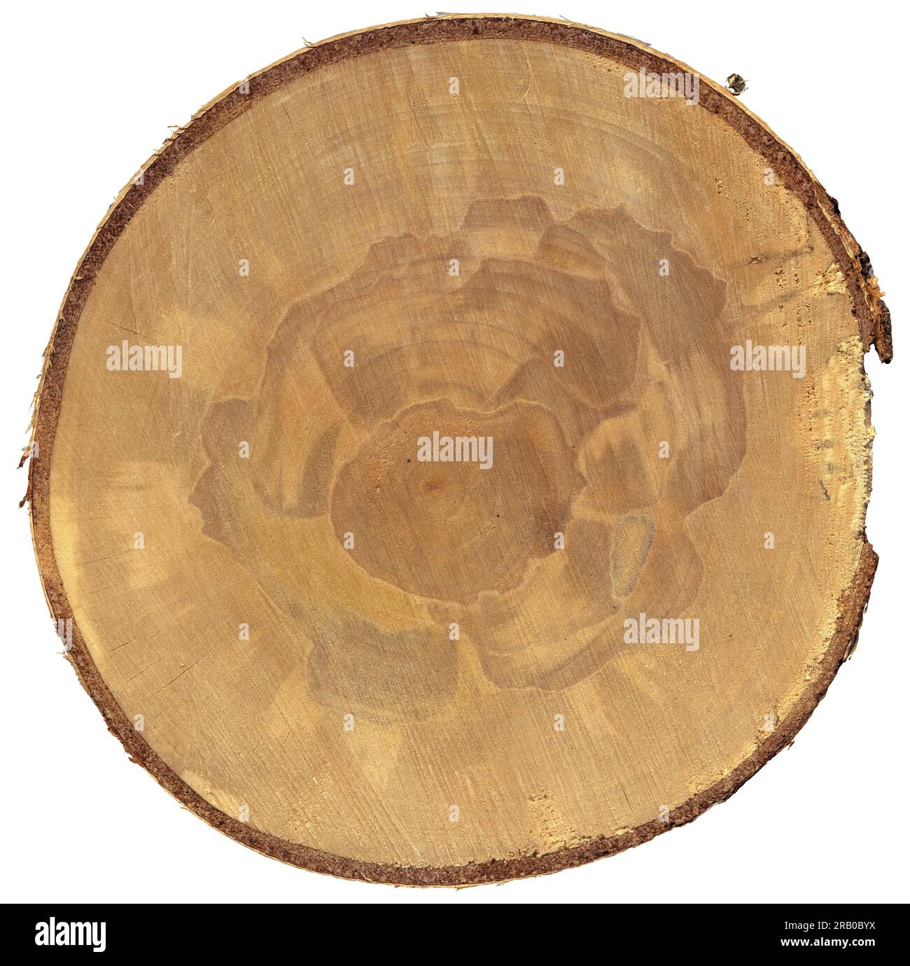 Closeup of a cross section of a tree trunk isolated on white background ...