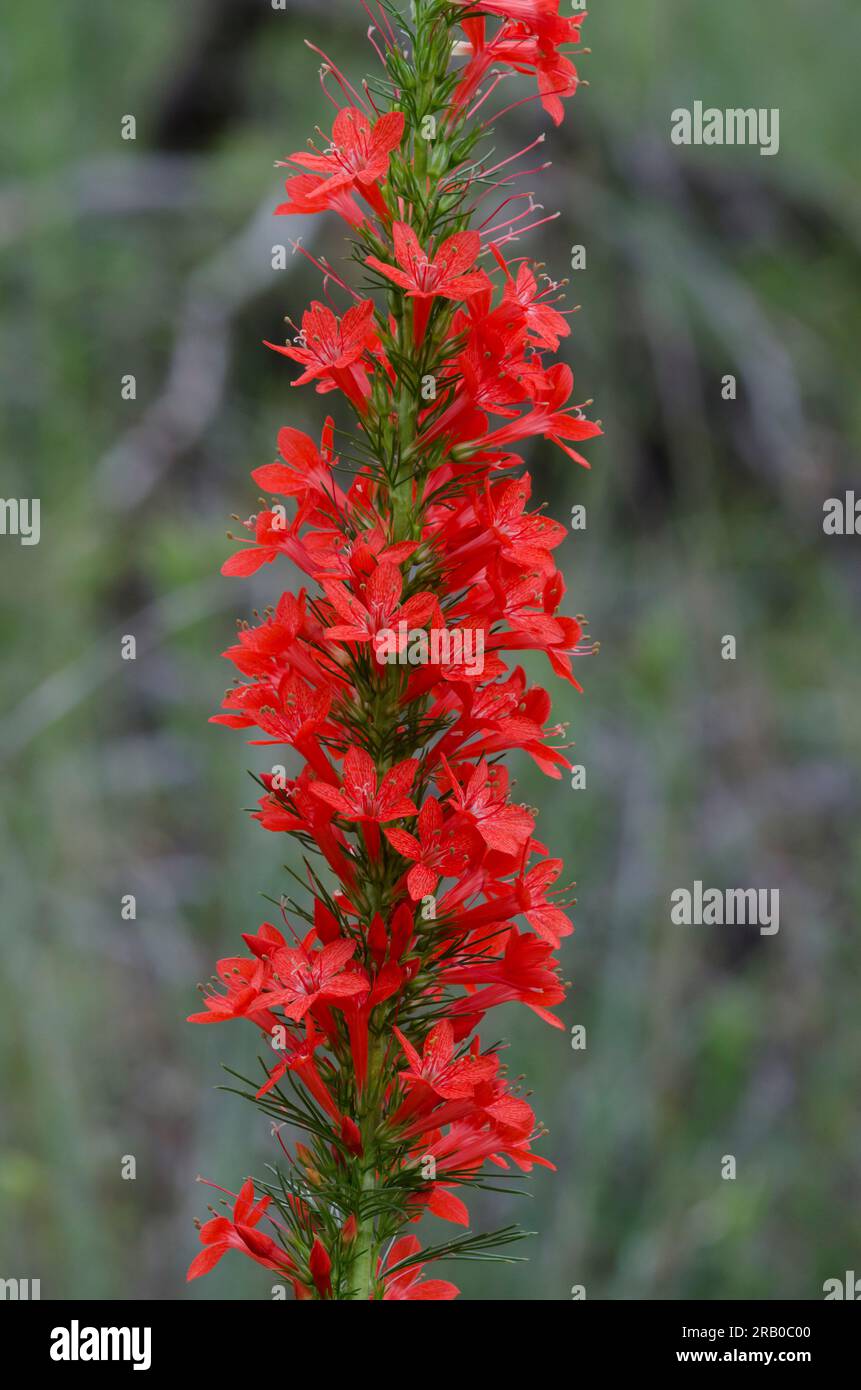 Ipomopsis rubra hi-res stock photography and images - Alamy