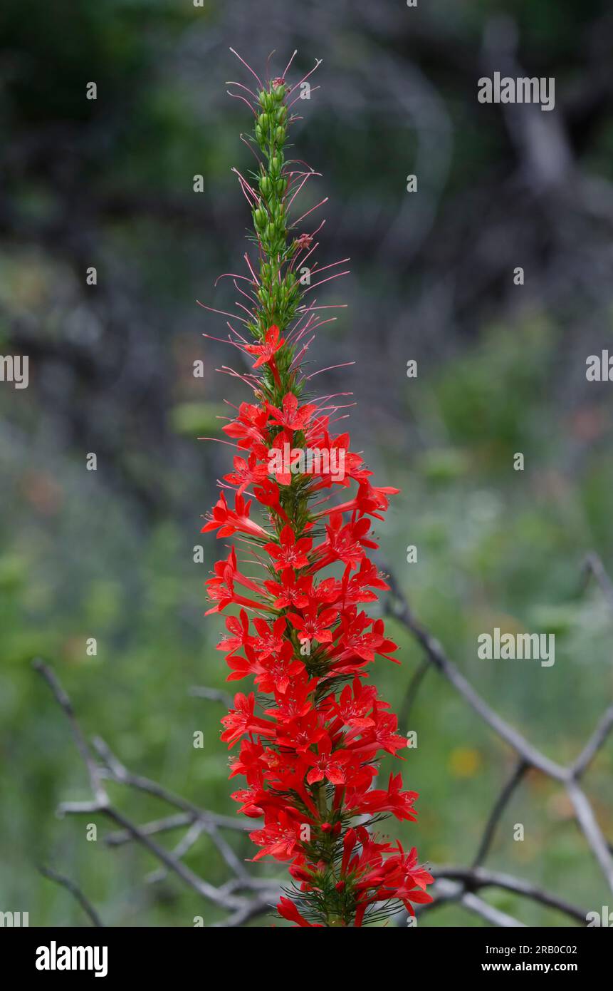 Ipomopsis rubra hi-res stock photography and images - Alamy