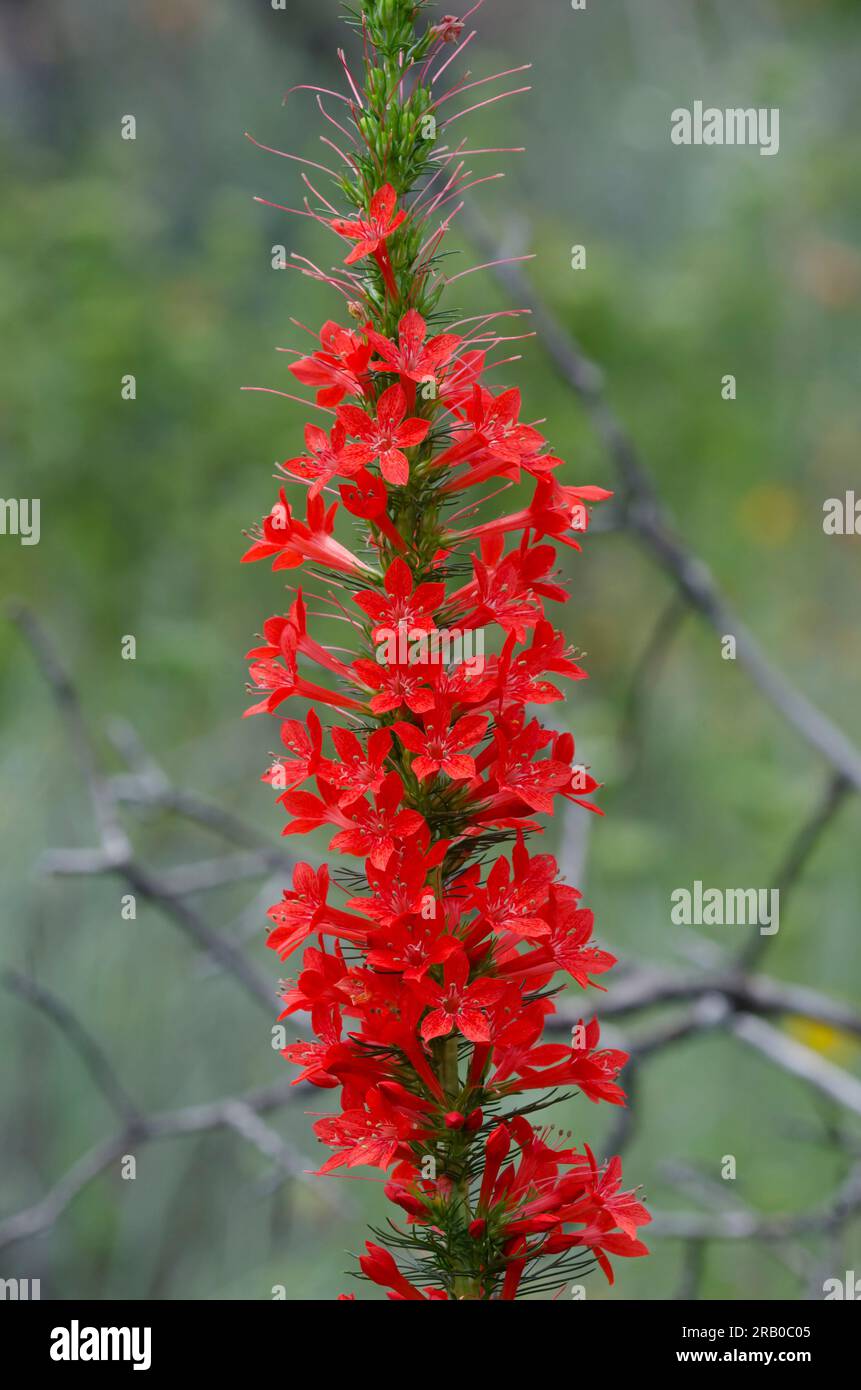 Ipomopsis rubra hi-res stock photography and images - Alamy