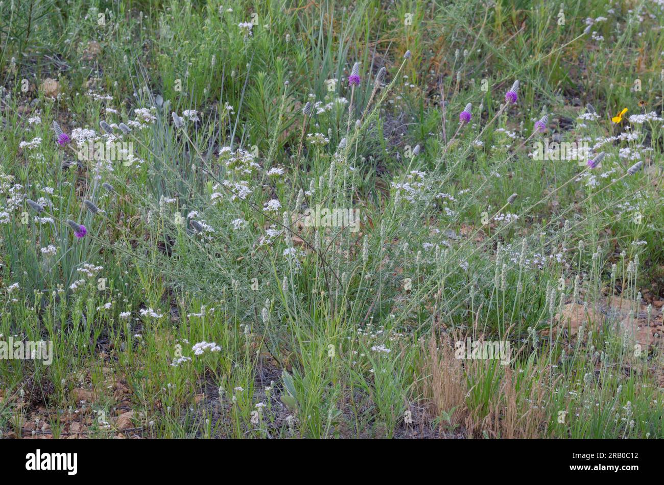 Purple clover blooms hi-res stock photography and images - Alamy