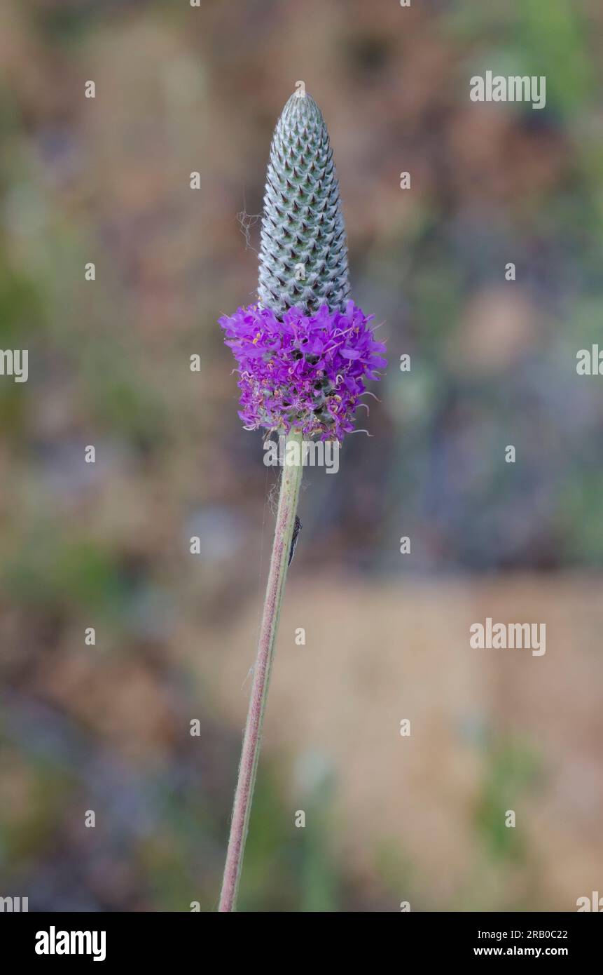 Purple Prairie Clover, Dalea purpurea Stock Photo - Alamy